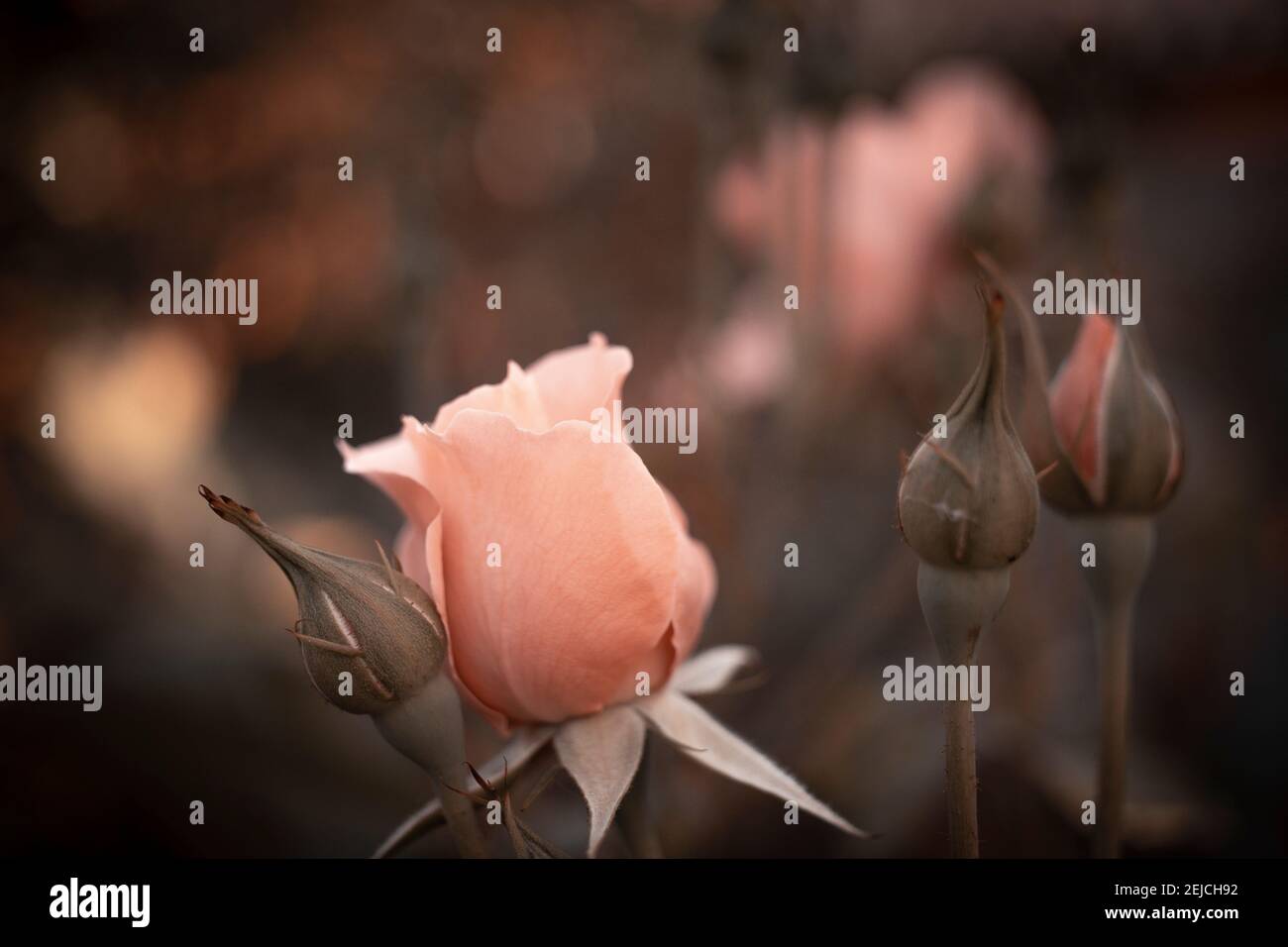 Little pink rose flower with young green buds in the garden Stock Photo ...