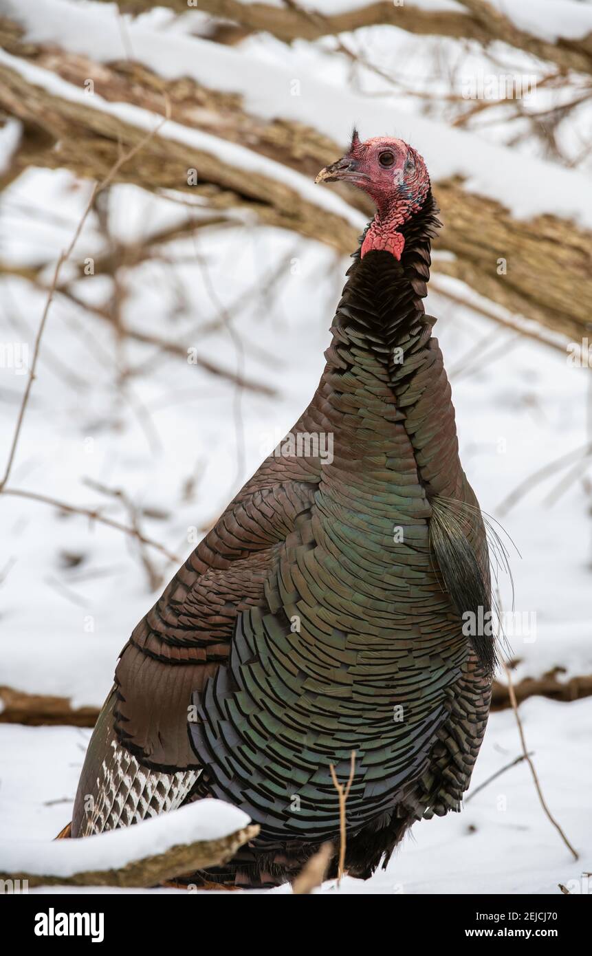 Eastern Wild Turkey (Meleagris gallopavo silvestris), Eastern Deciduous ...