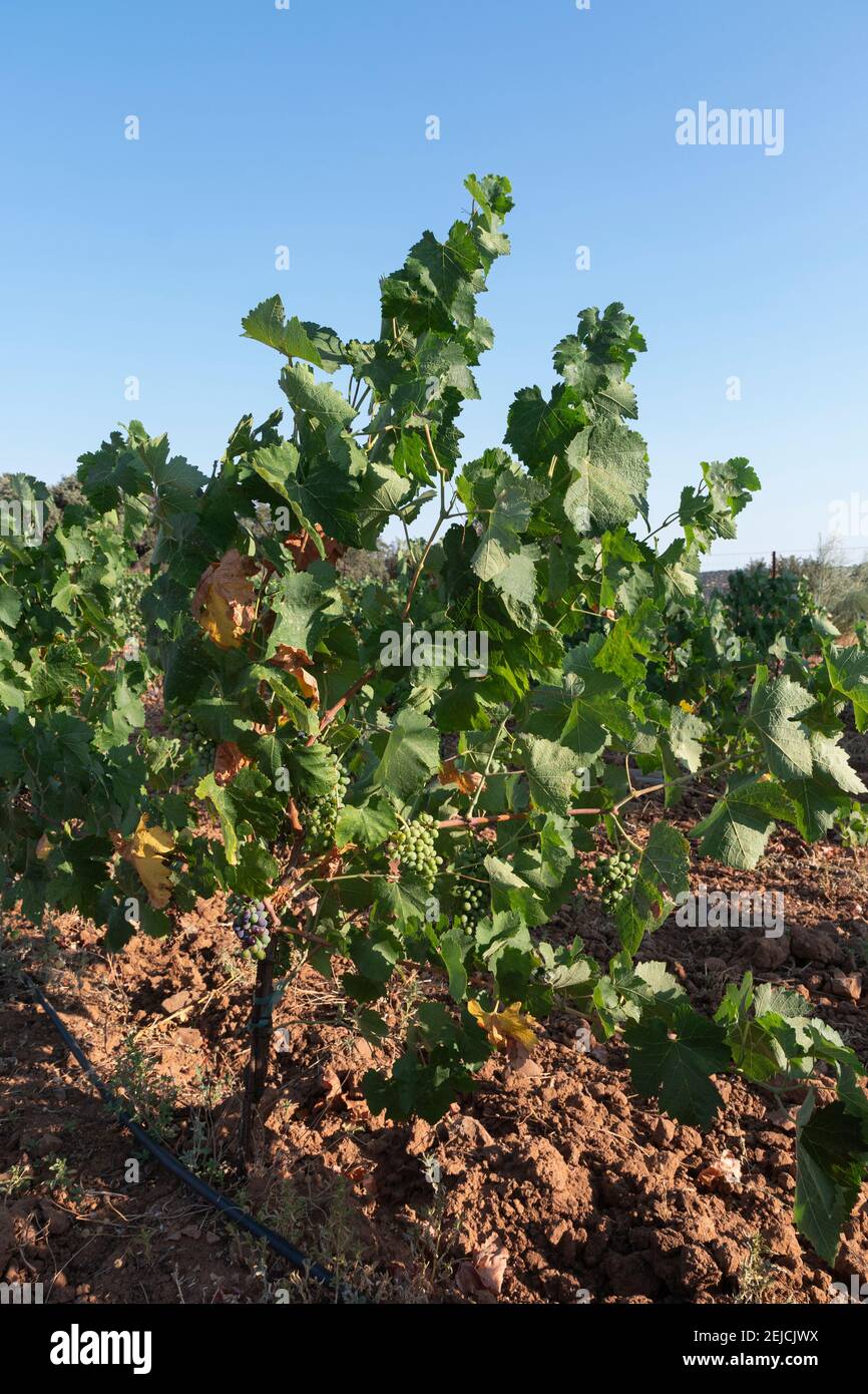 High altitude vineyards hi-res stock photography and images - Alamy