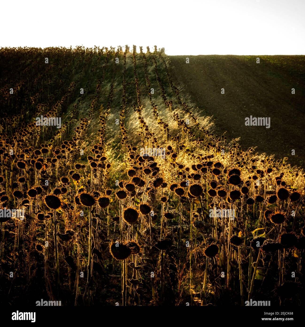 Faded sunflowers hi-res stock photography and images - Alamy