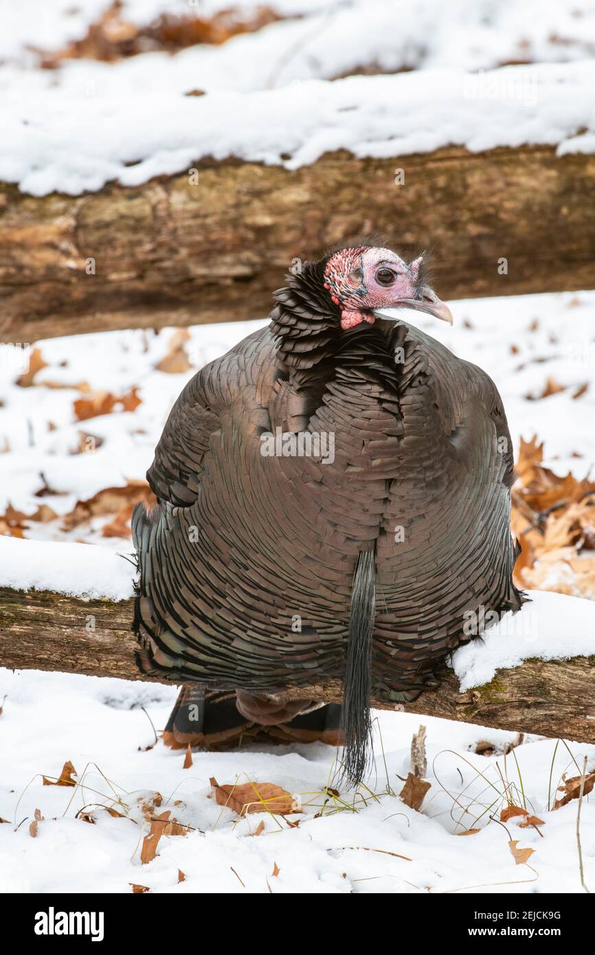 Eastern Wild Turkey (Meleagris gallopavo silvestris), Eastern Deciduous ...