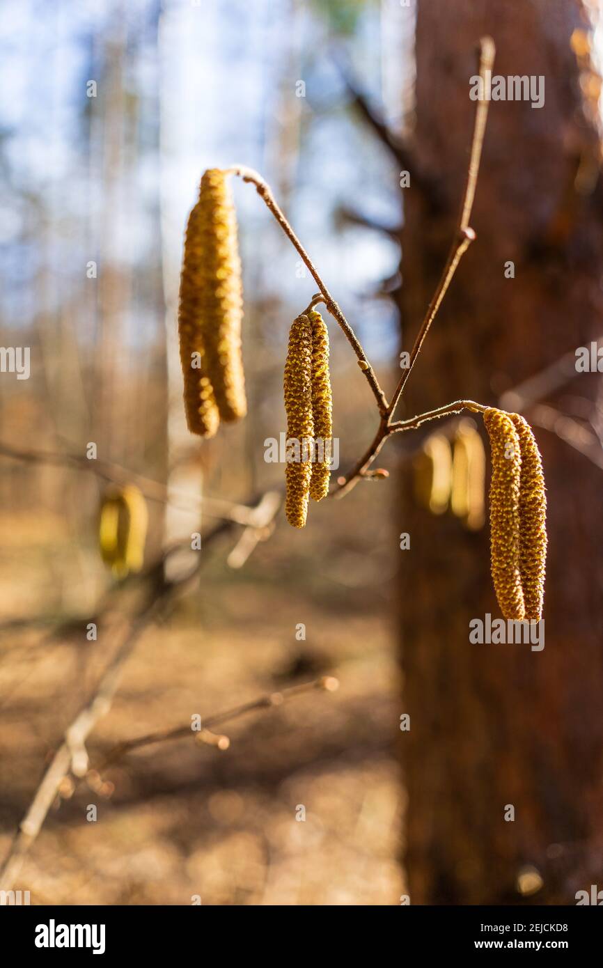 Smooth alder hi-res stock photography and images - Alamy
