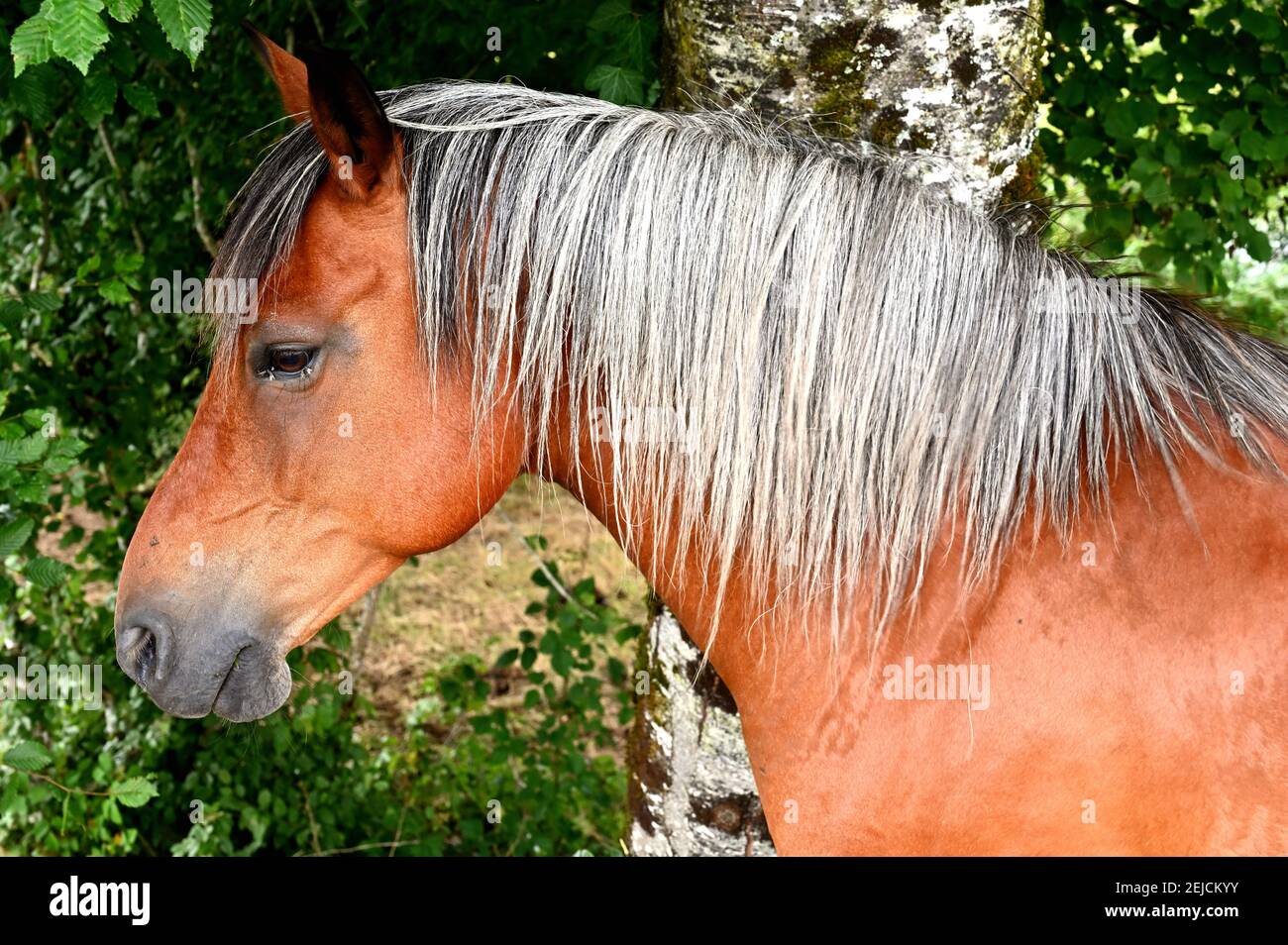 Brown horse with a grey mane Stock Photo - Alamy