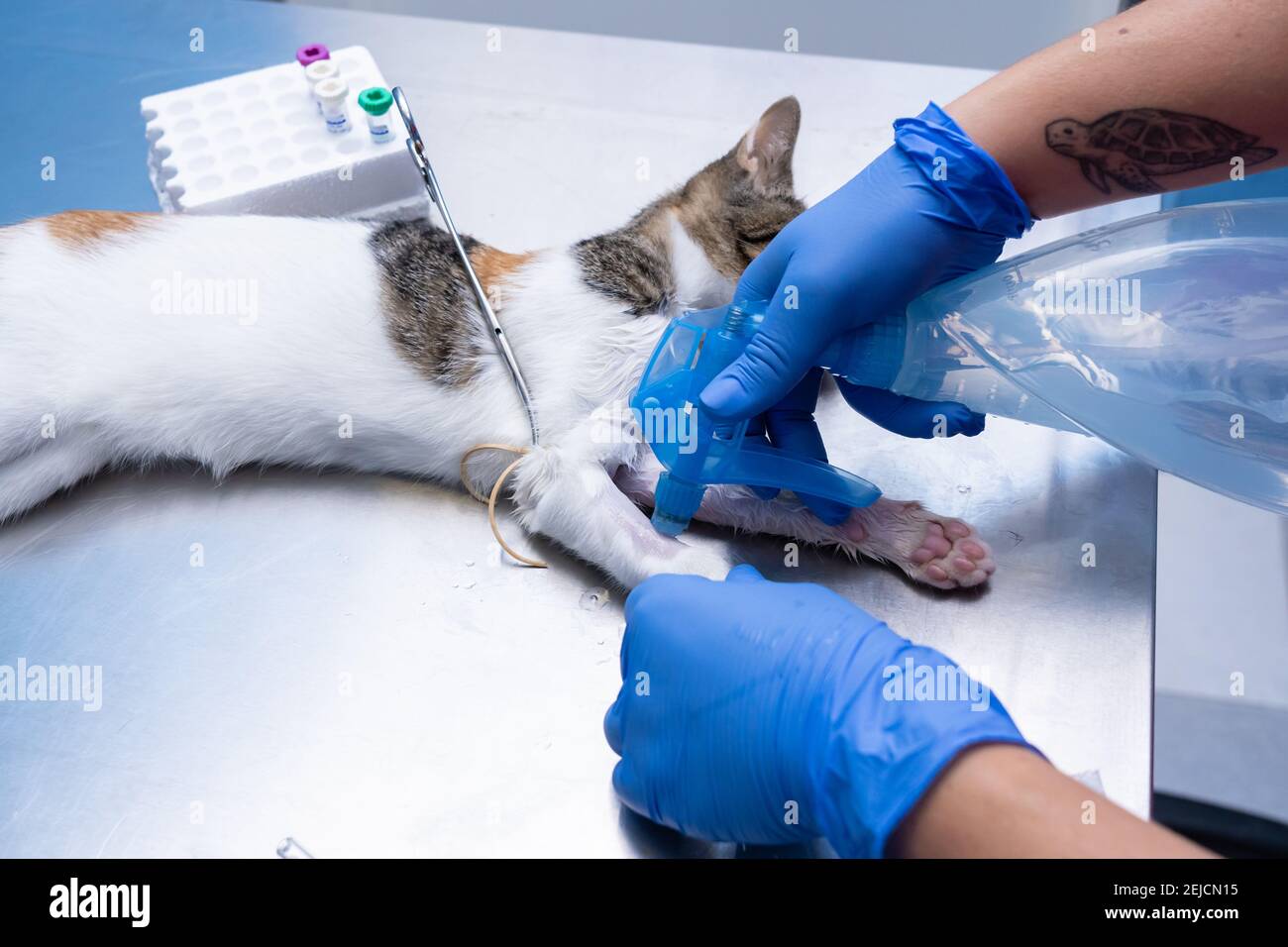 Veterinarian with nitrile gloves placing an intravenous catheter in a ...