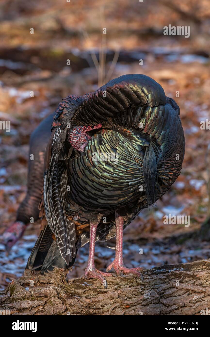 Eastern Wild Turkey (Meleagris gallopavo silvestris), Eastern Deciduous ...