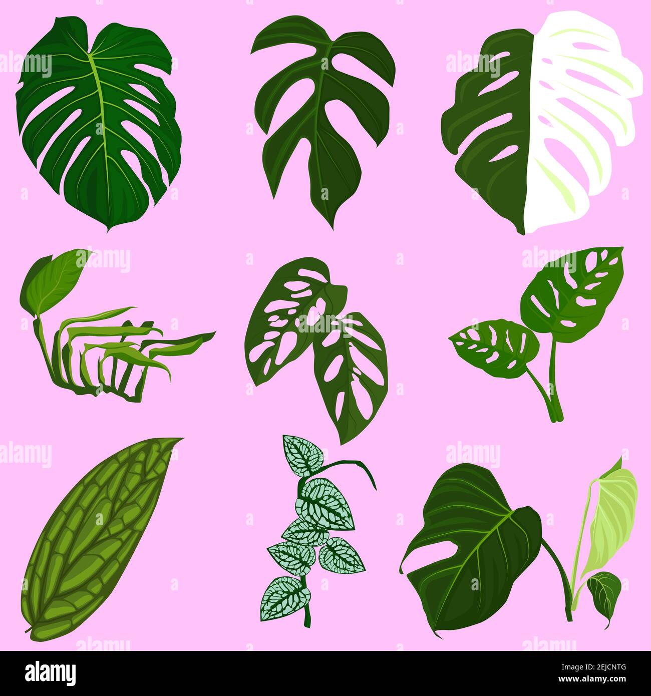 Monstera-punctulata Plant, monstera punctulata leaf Stock Vector Image ...