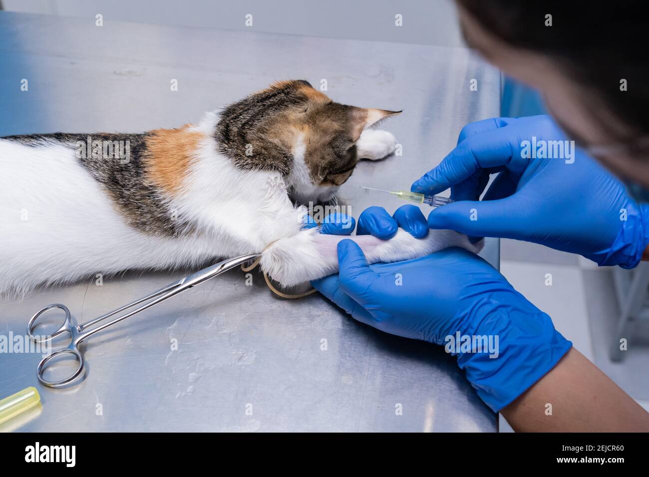 Veterinarian with nitrile gloves placing an intravenous catheter in a ...