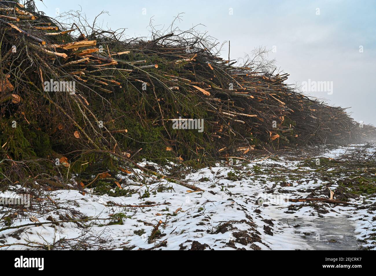 branches piled in rows near a cutting area Stock Photo - Alamy