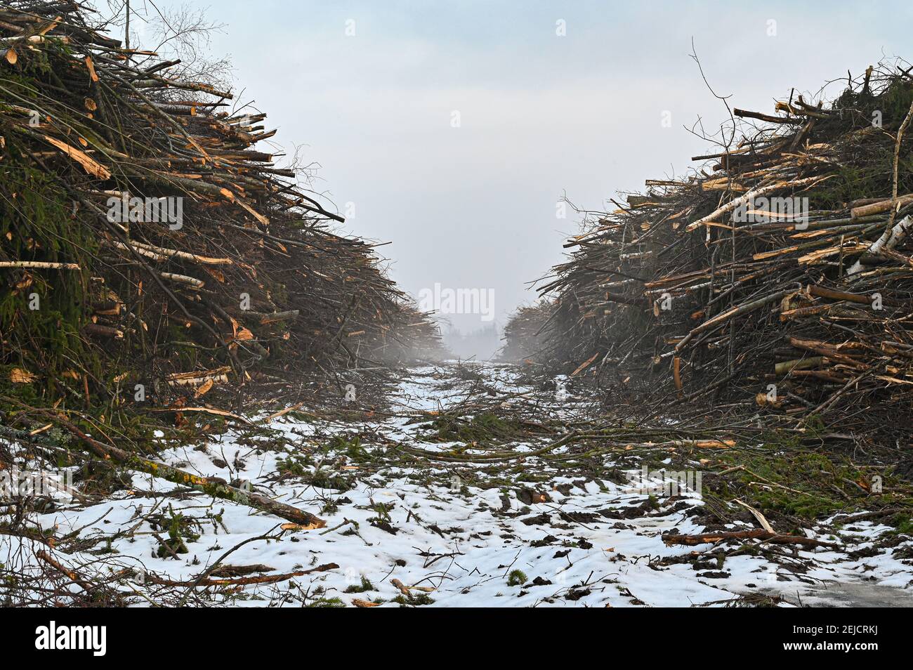 branches piled in rows near a cutting area Stock Photo - Alamy
