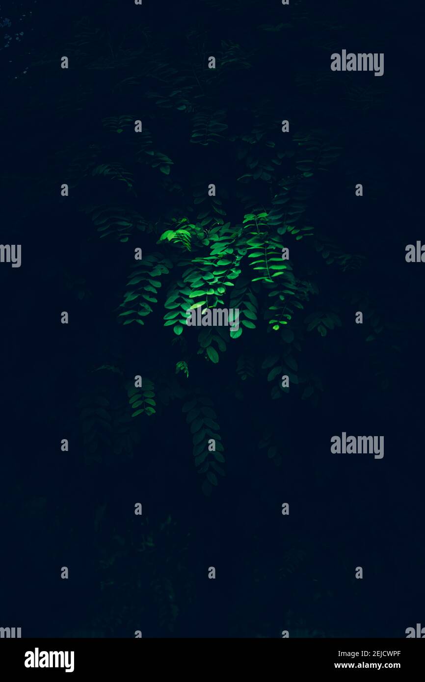 Green branch of a bush in a dark mysterious lighting. Nature, foliage ...