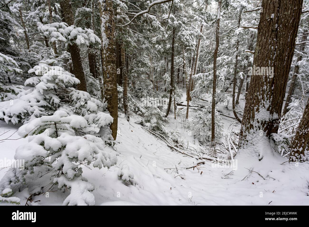 Heavy snowfall in forest hi-res stock photography and images - Alamy