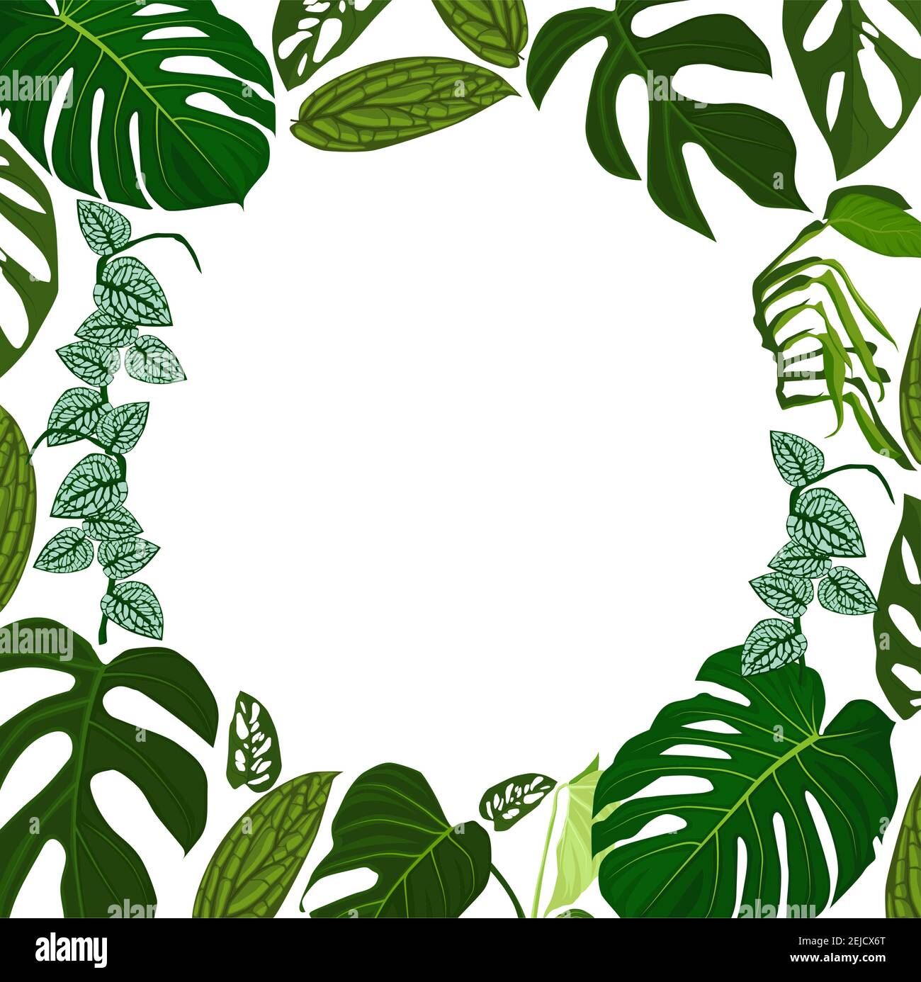 Monstera punctulata vector design. Tropical forest theme frame Stock ...