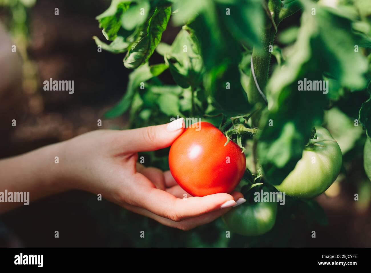 Picking a tomato from a tomato tree hi-res stock photography and images ...