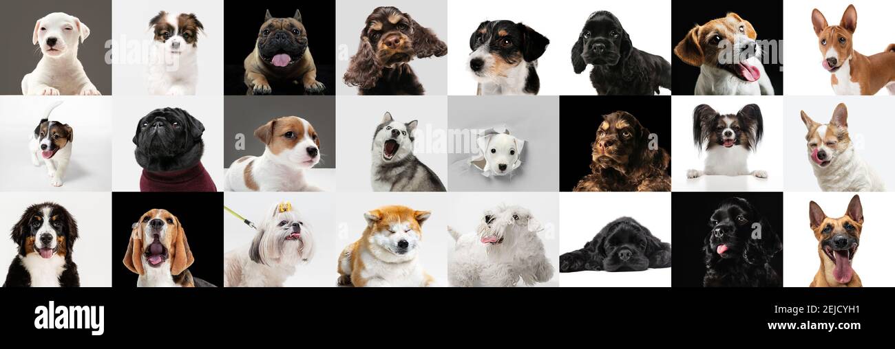 Best friends. Young dogs, pets collage. Cute doggies or pets are ...