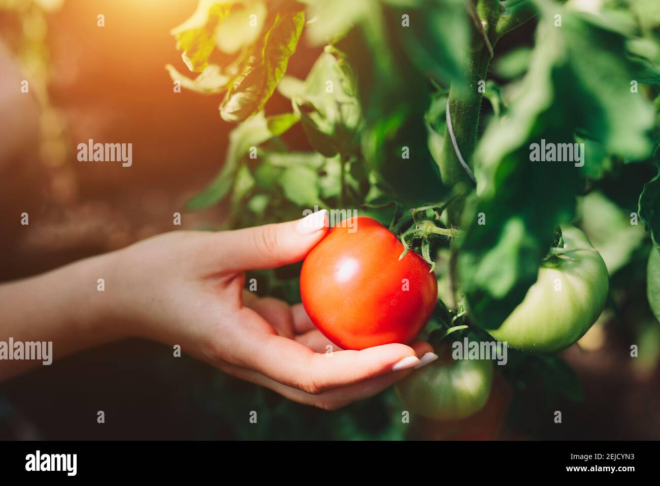 Woman picking fruits from tomato hi-res stock photography and images - Alamy