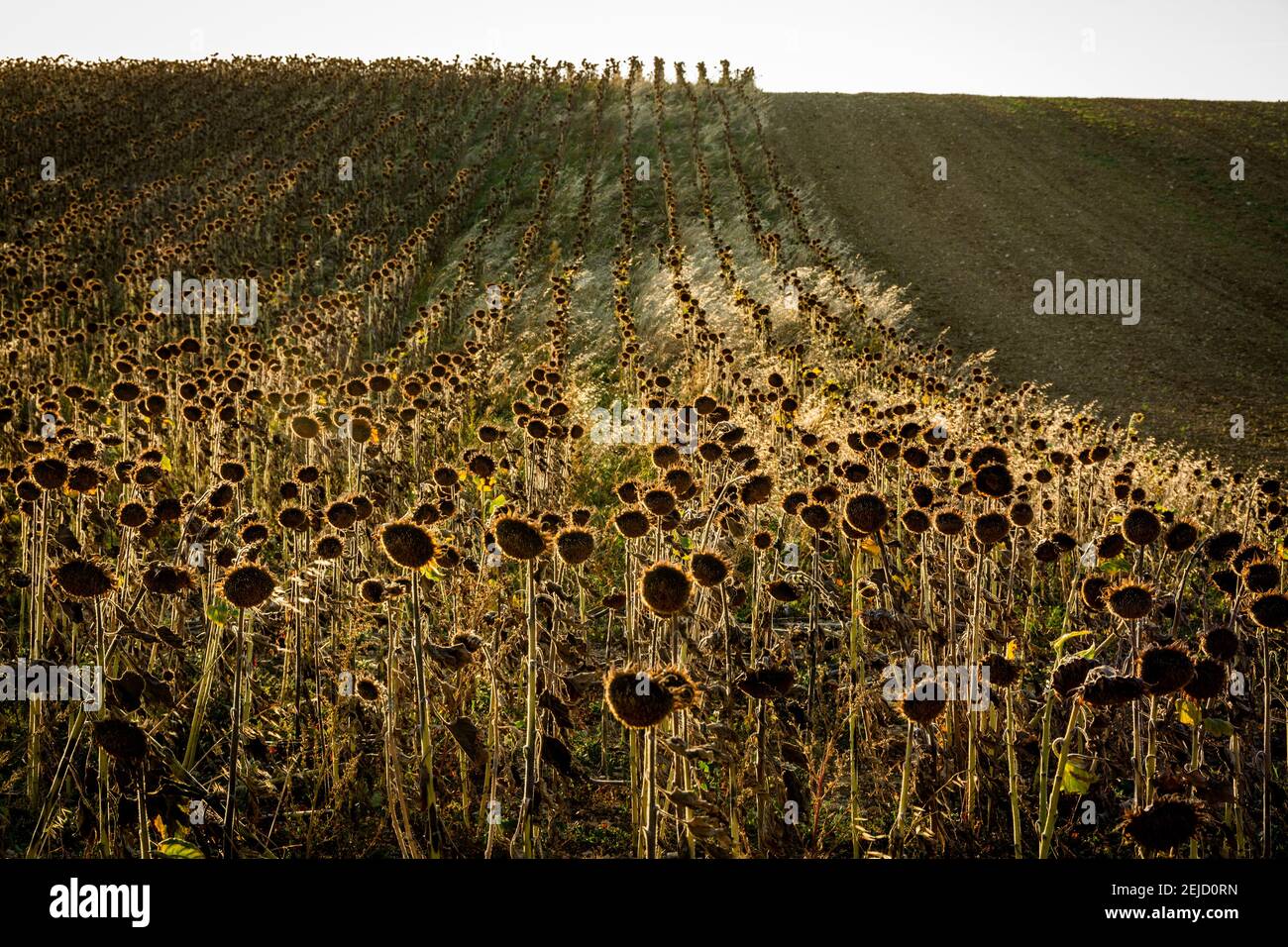 Field of faded sunflowers, Puy de Dome department, Auvergne-Rhone-Alpes ...