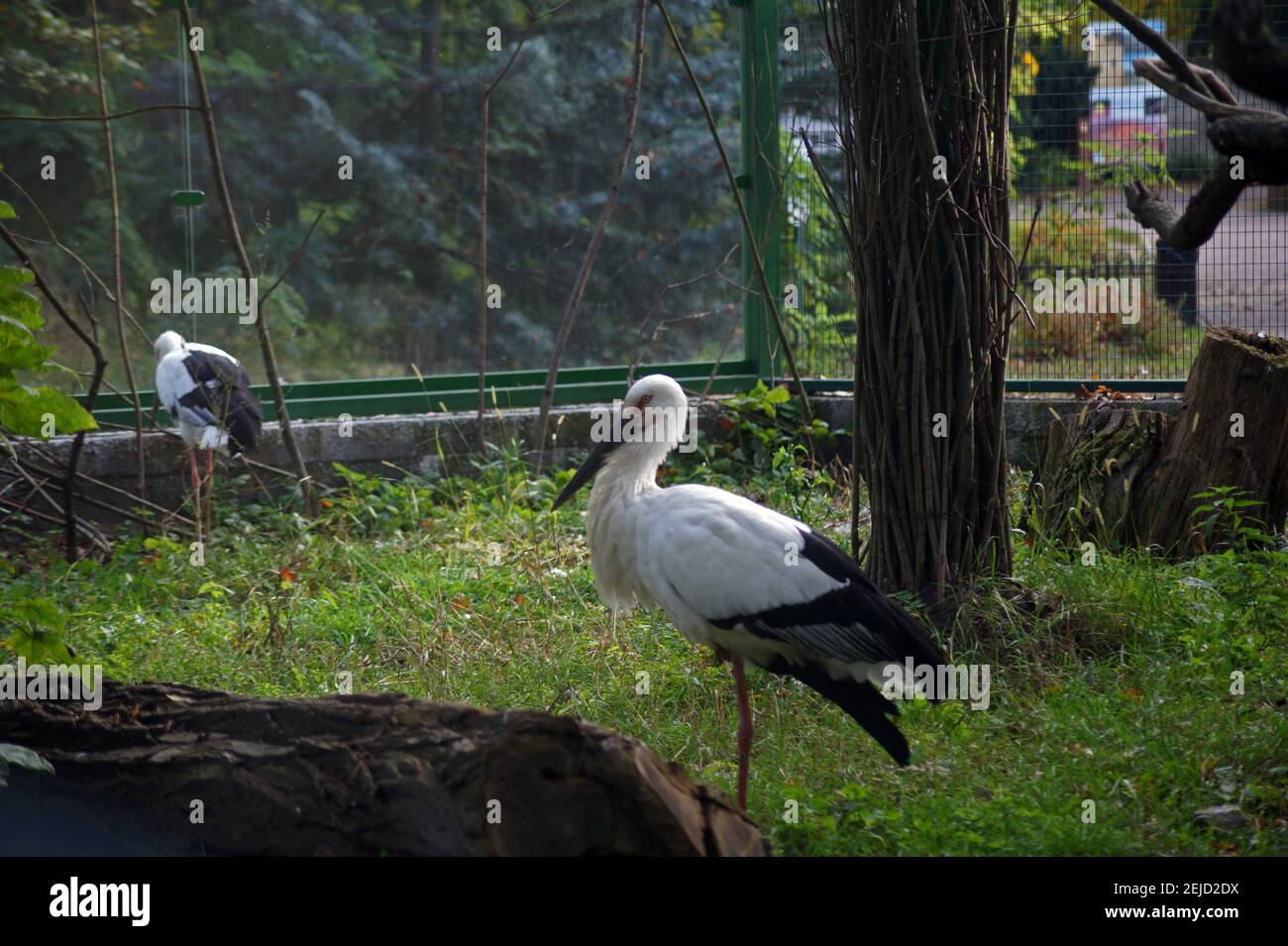Storks of the world hi-res stock photography and images - Alamy