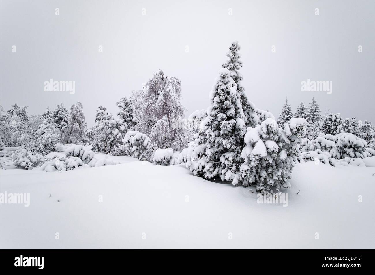 Winter landscape with trees and snow at a cloudy day in Ore Mountains ...