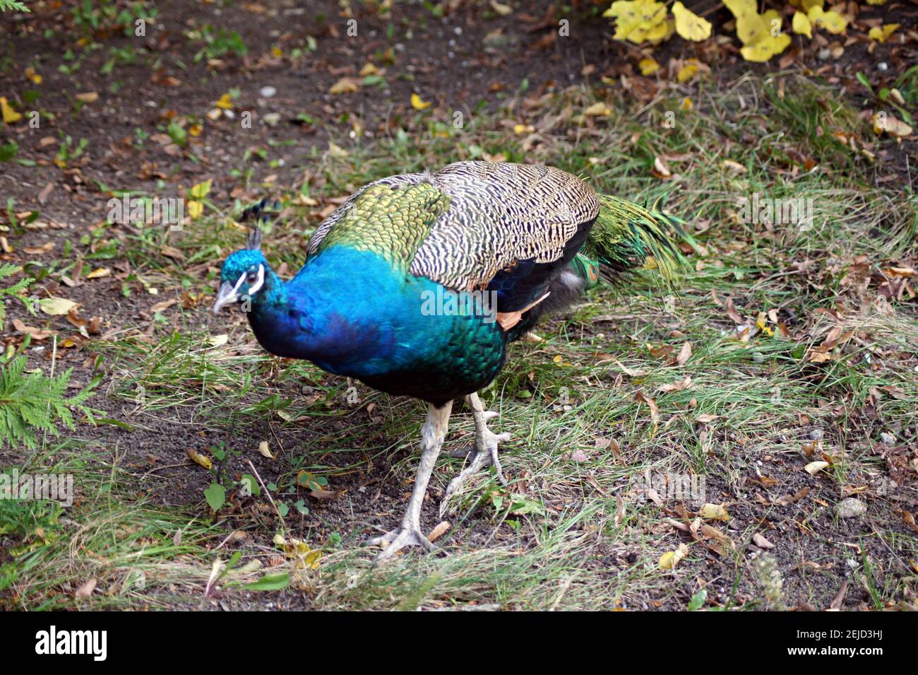Young peacock hi-res stock photography and images - Alamy