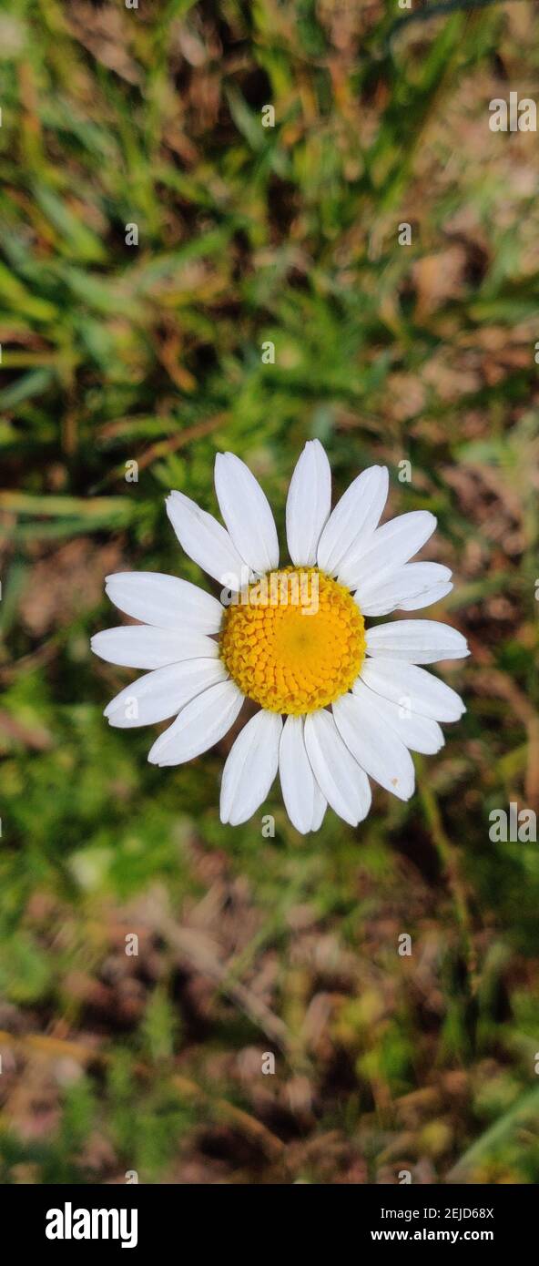 Top view of a beautiful daisy growing in a field Stock Photo - Alamy