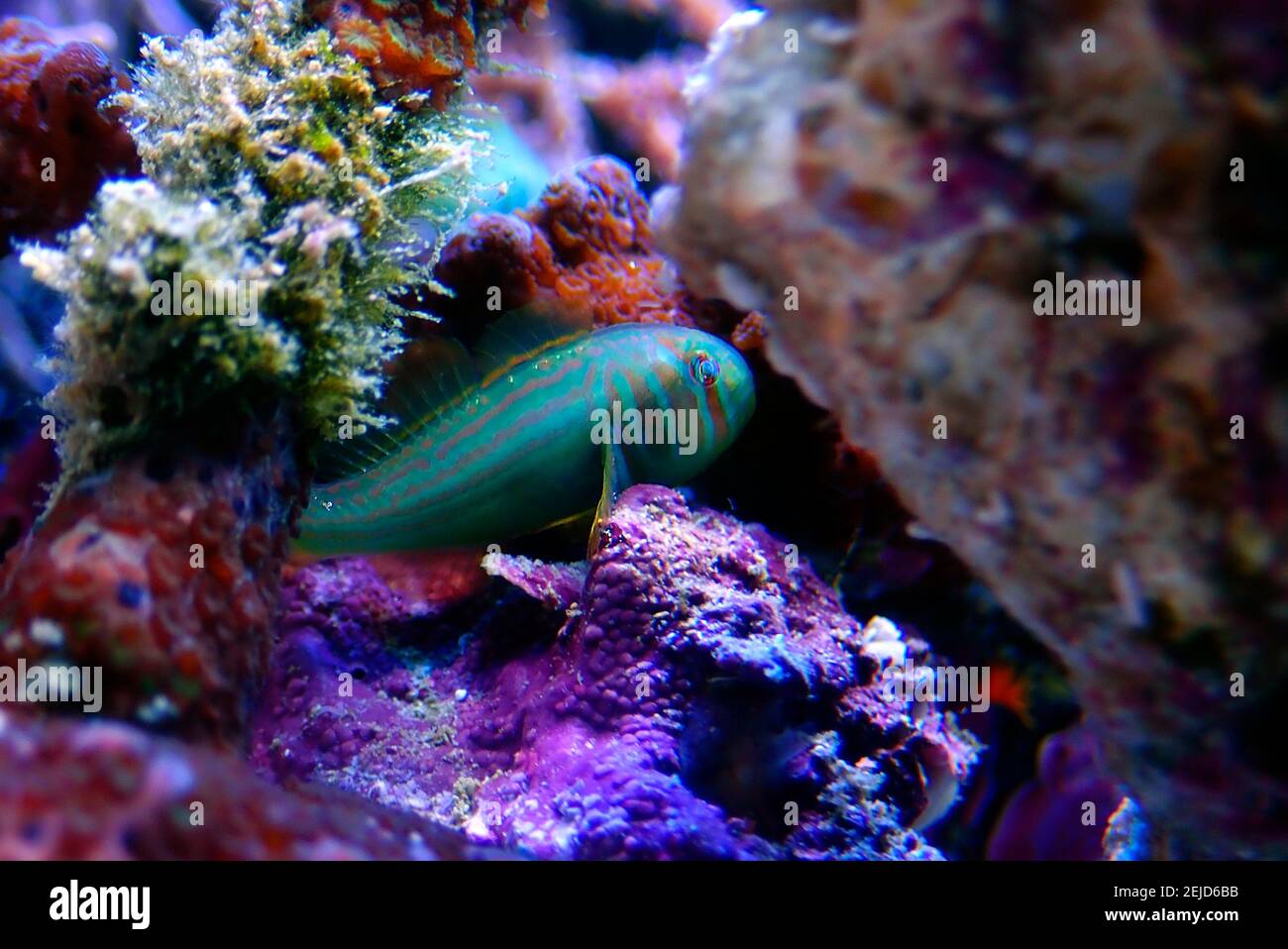 Green clown coral goby - Gobiodon histrio Stock Photo - Alamy