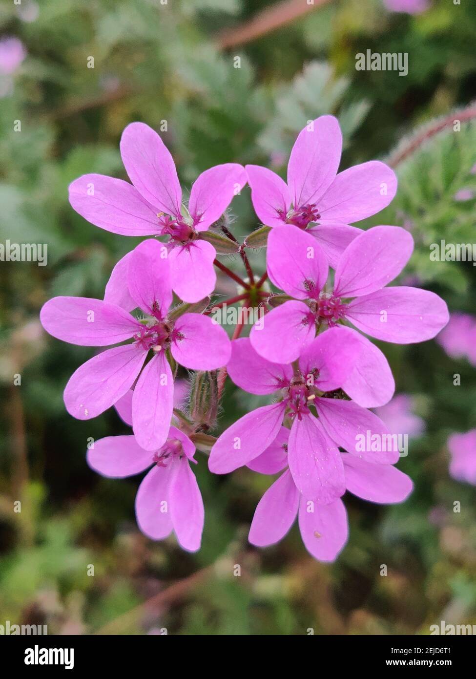 Common annual flowers hi-res stock photography and images - Alamy