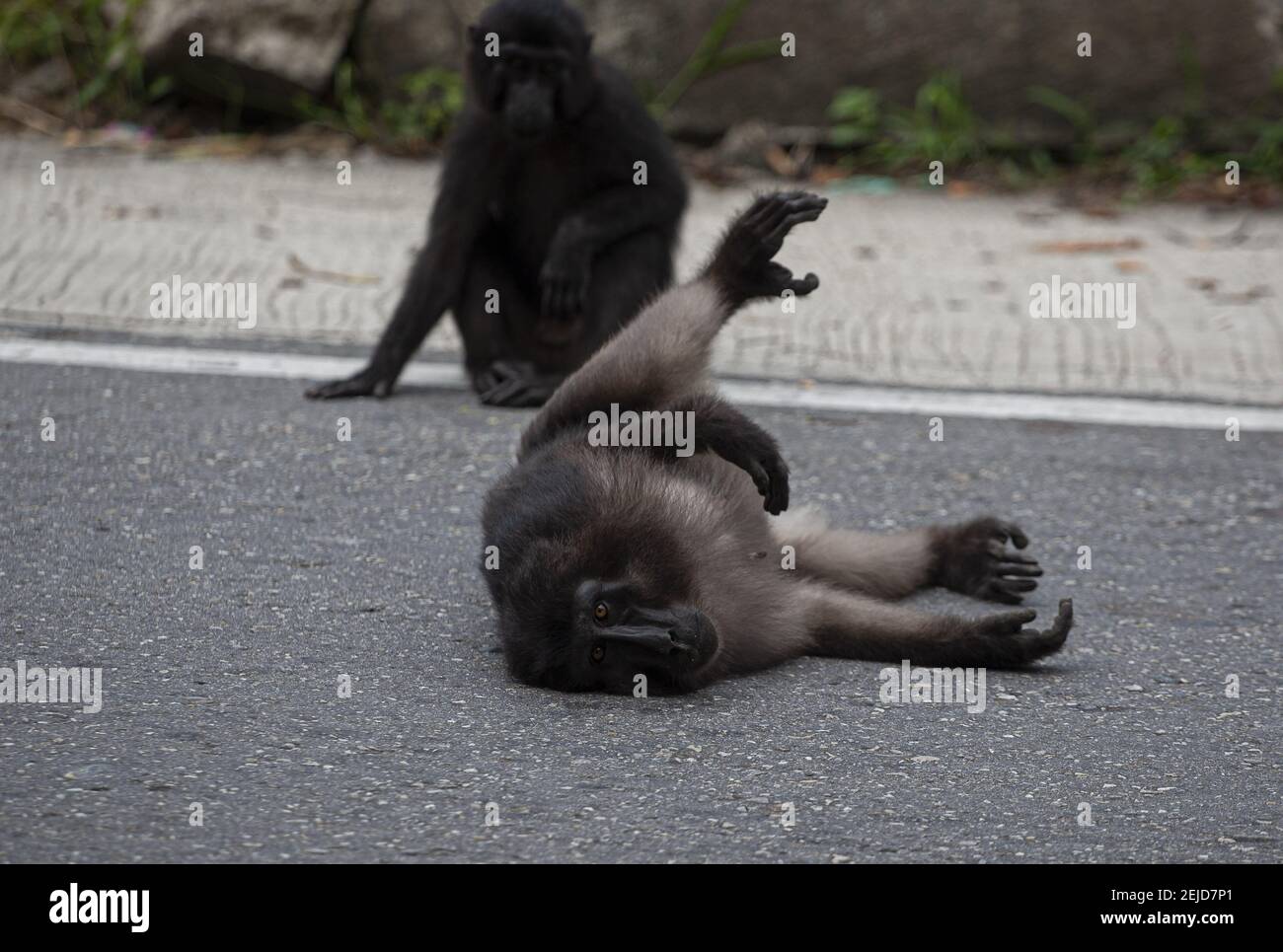 Sulawesi crested macaques swarm on the streets in Parigi Moutong ...