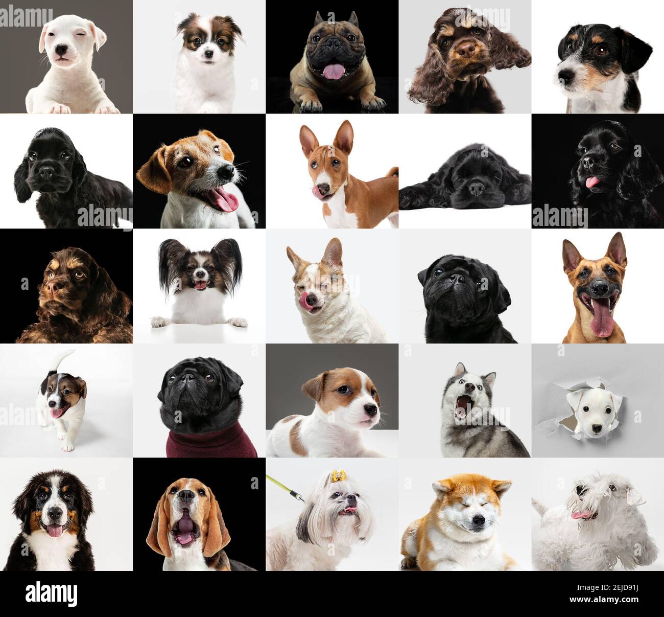 Best friends. Young dogs, pets collage. Cute doggies or pets are ...