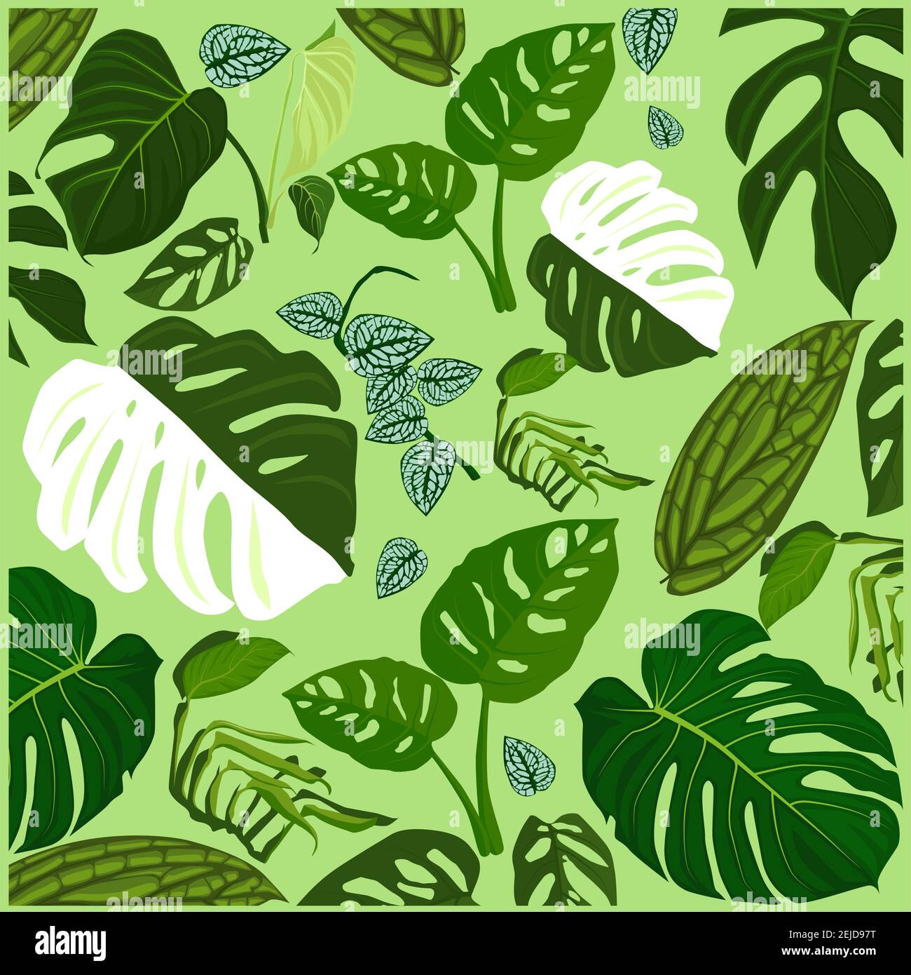 monstera punctulata tropical plant species seamless vector floral ...