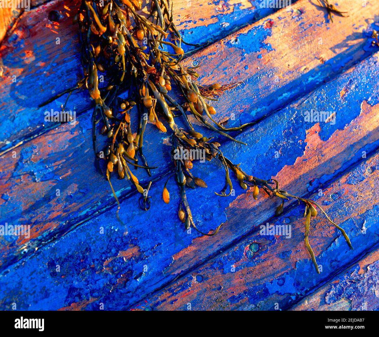 seaweed, over boat hull Stock Photo - Alamy