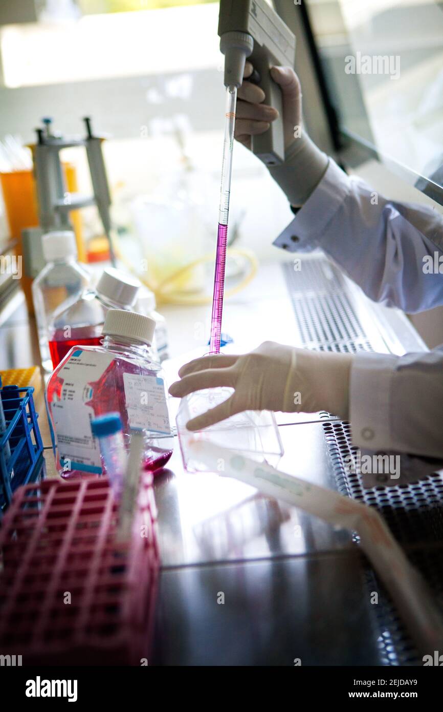 Primary cells hi-res stock photography and images - Alamy