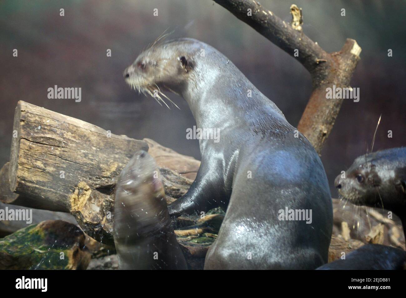 Arirania aka great otter Stock Photo - Alamy