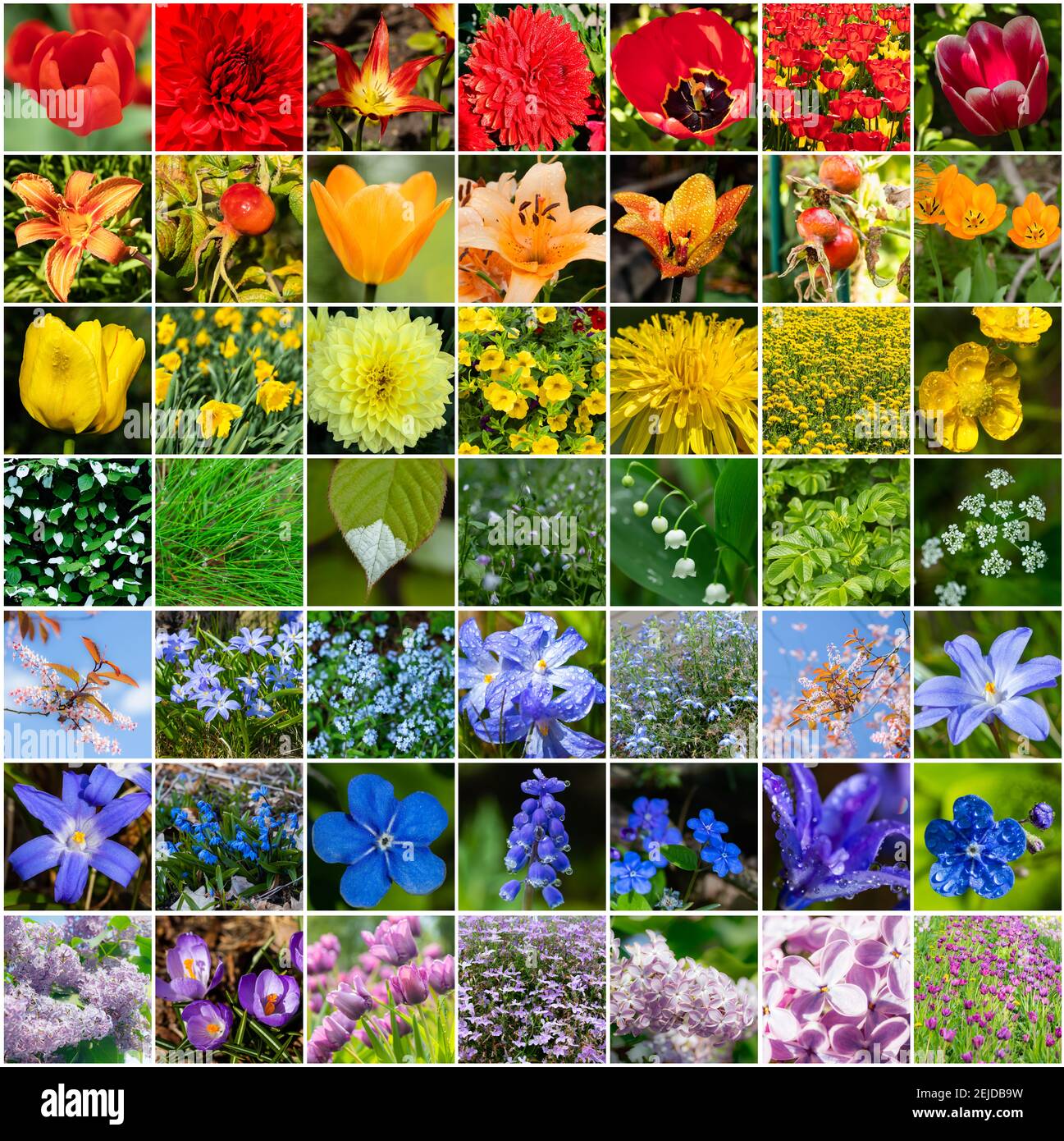Collage with many images of different colorful flowers in rainbow ...