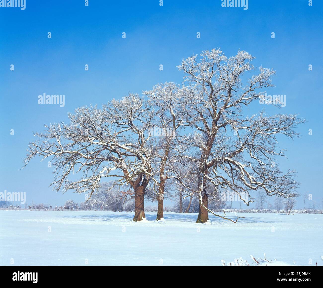 winter trees, with snow Stock Photo - Alamy