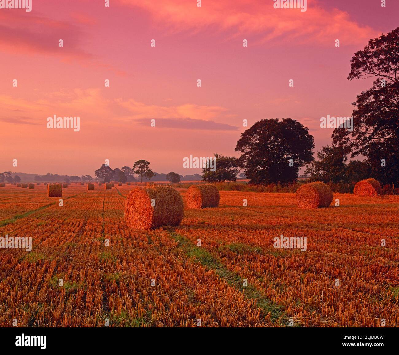 harvested field, with big bales Stock Photo - Alamy