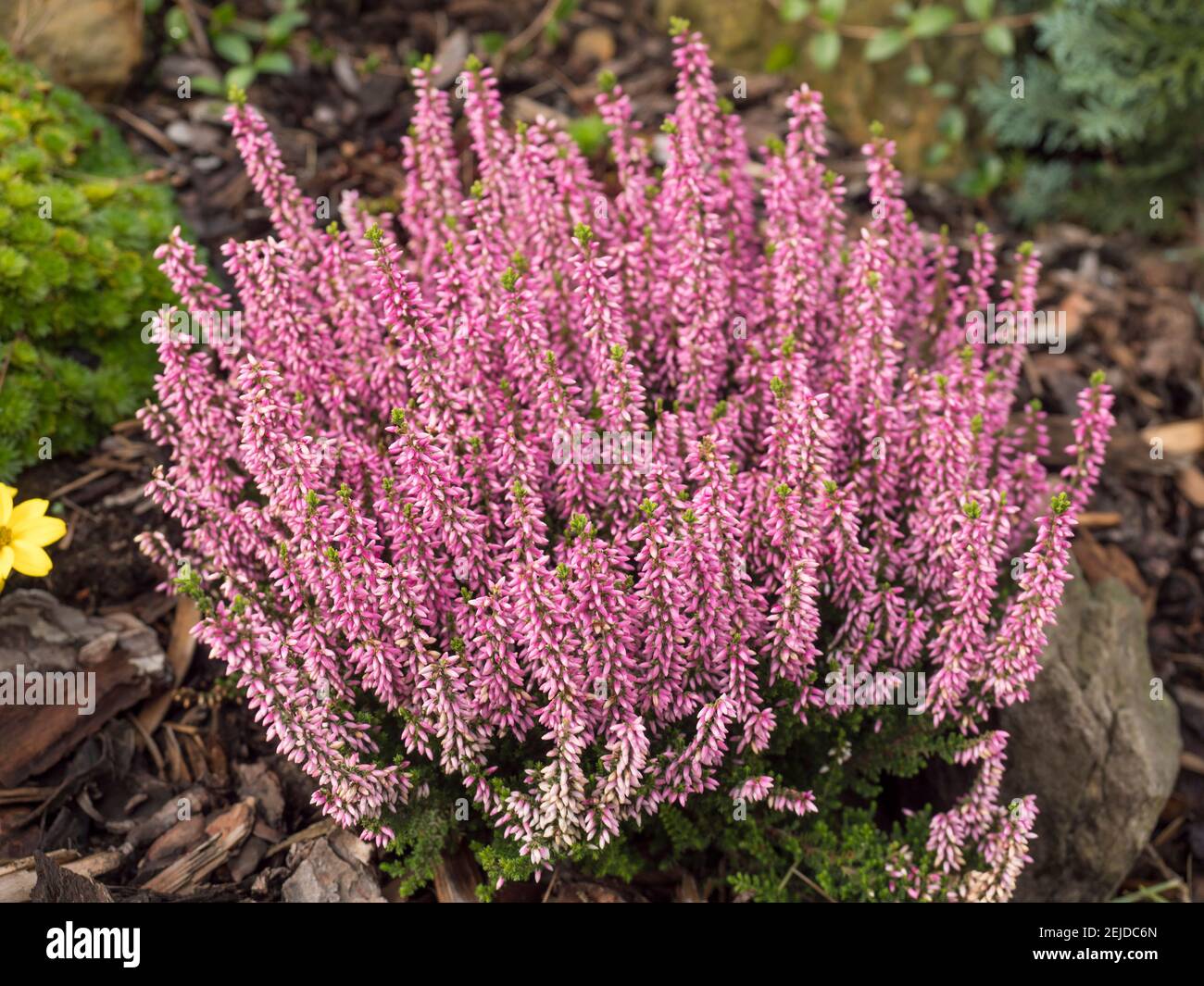 Close up blooming fresh purple pink heather plant on rock garden ...