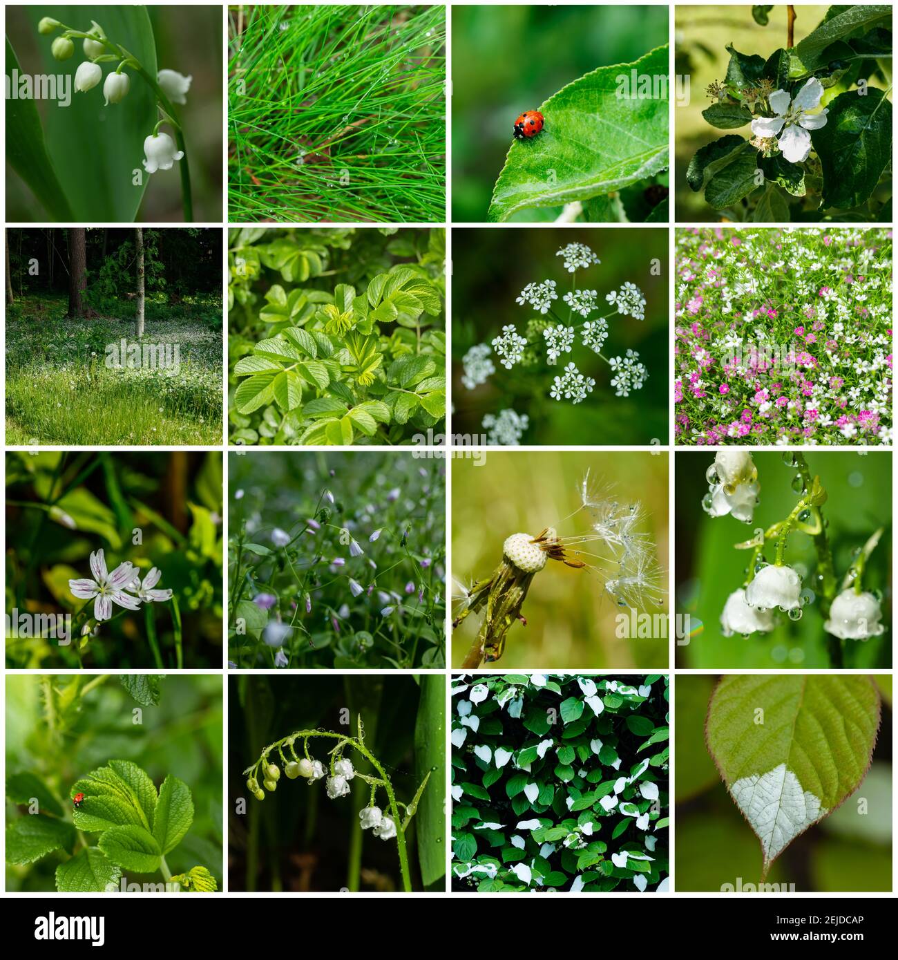 Rain forest plants lily Cut Out Stock Images & Pictures - Alamy