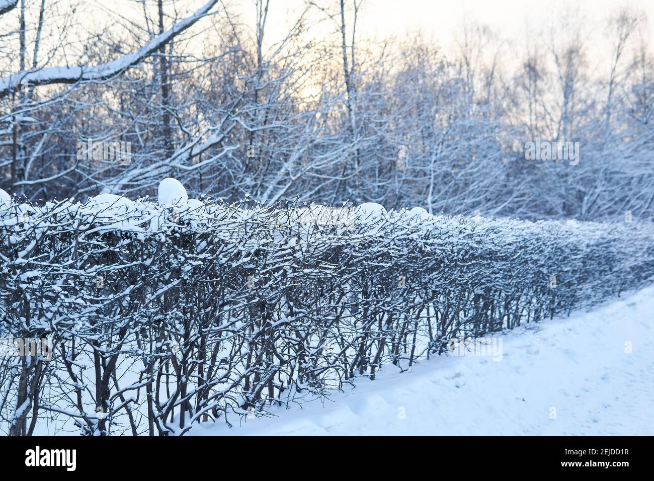 Snow covered bush hi-res stock photography and images - Alamy