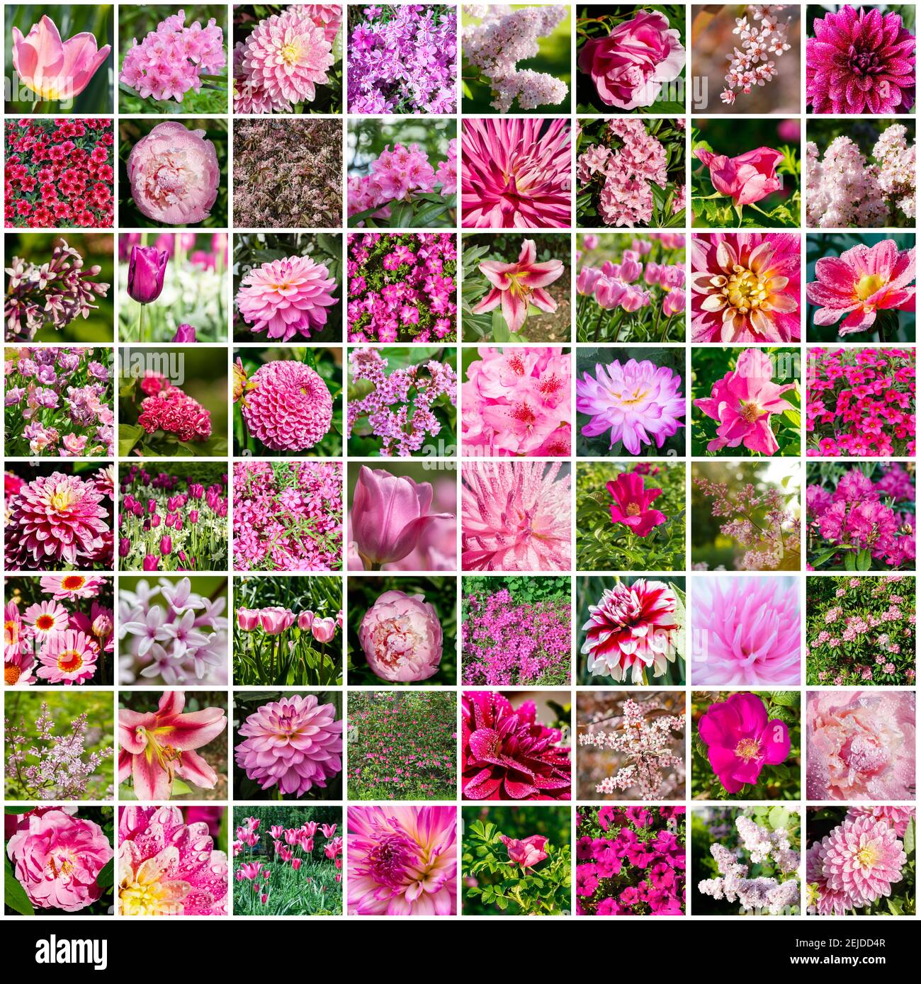 Full bloom petunia Cut Out Stock Images & Pictures - Alamy