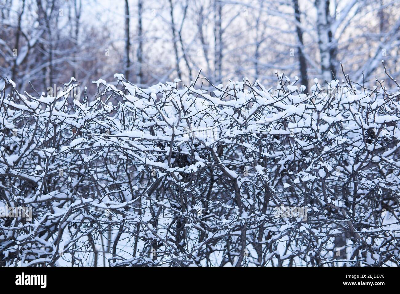 snow-covered bush hedge in a winter park close-up against the backdrop ...