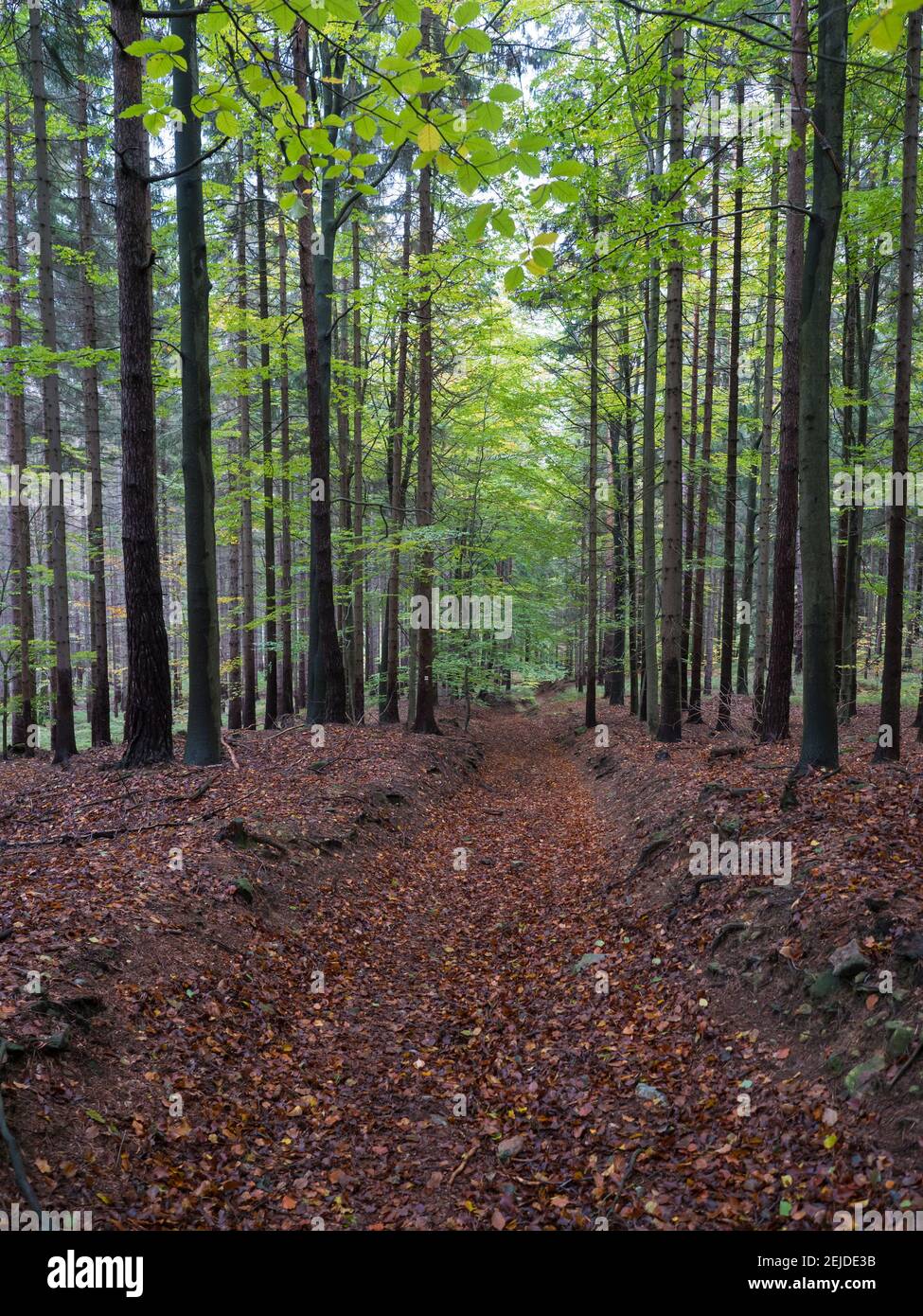 road in mysterious autumn deciduous beech tree forest with colorful ...