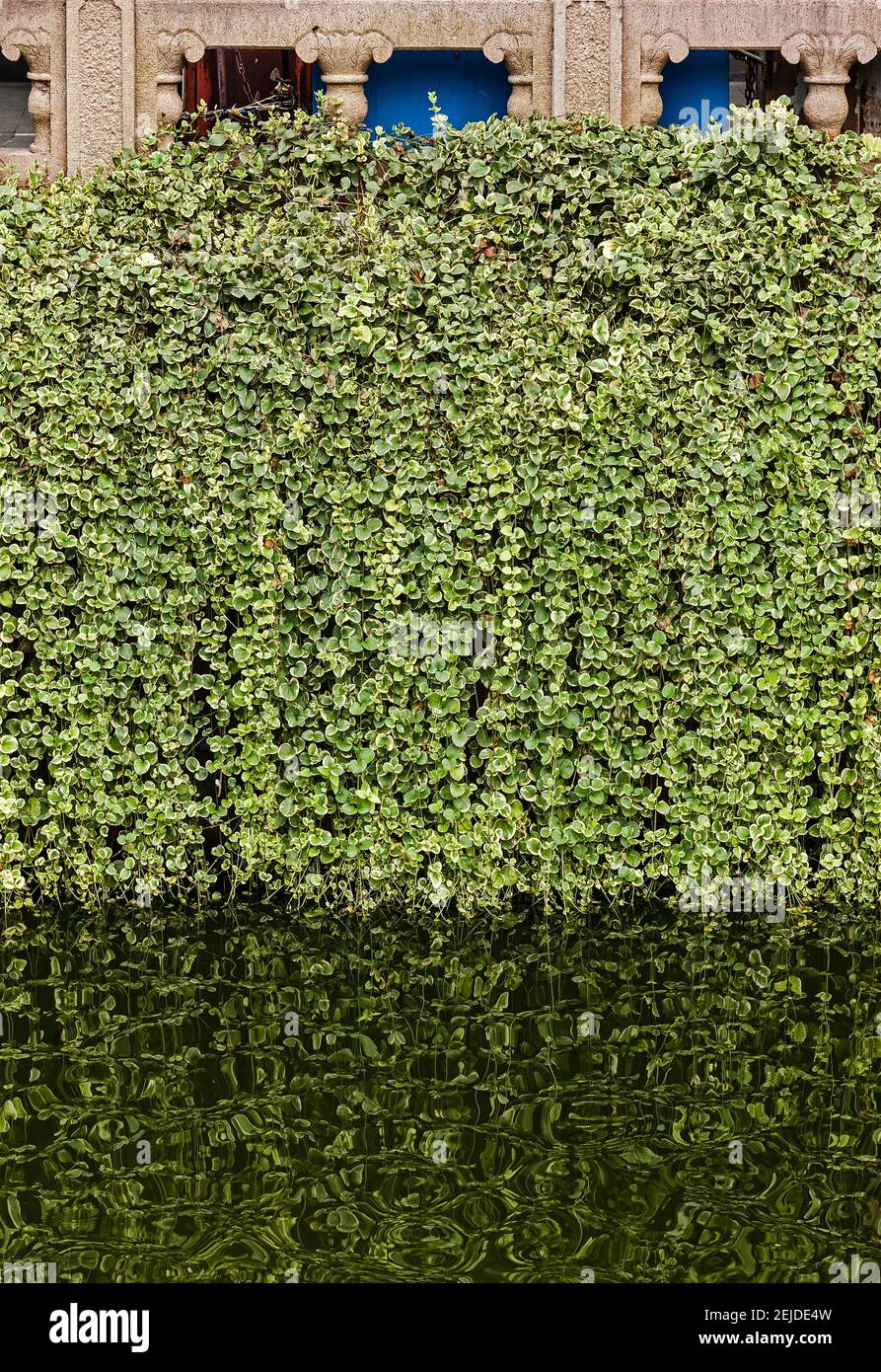 Green wall with reflecting pool in Shanghai, China Stock Photo - Alamy
