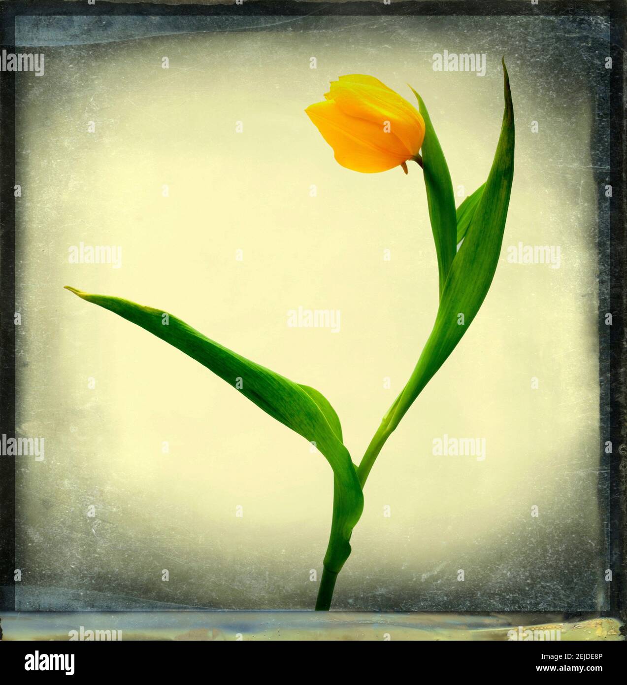 Bright yellow tulip blooming against a soft pastel background in a ...