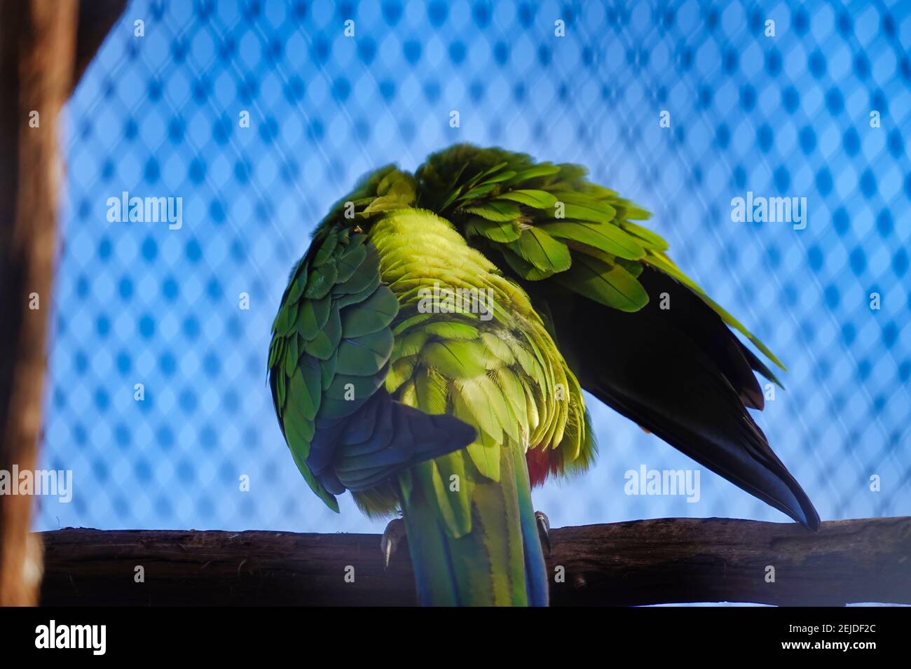 Back of a budgerigar parrot perched on a branch during daylight Stock ...
