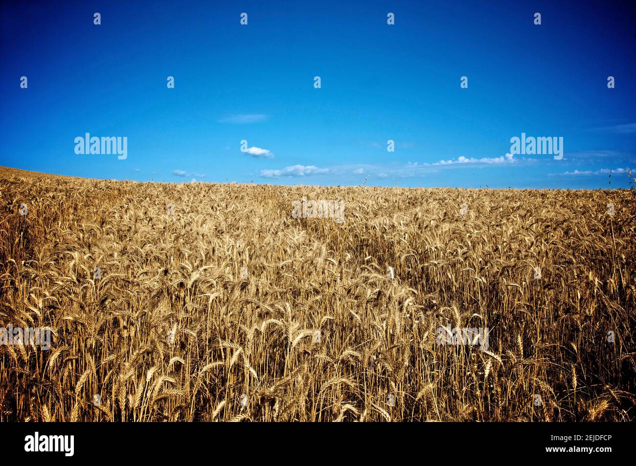 Growing barley hi-res stock photography and images - Alamy