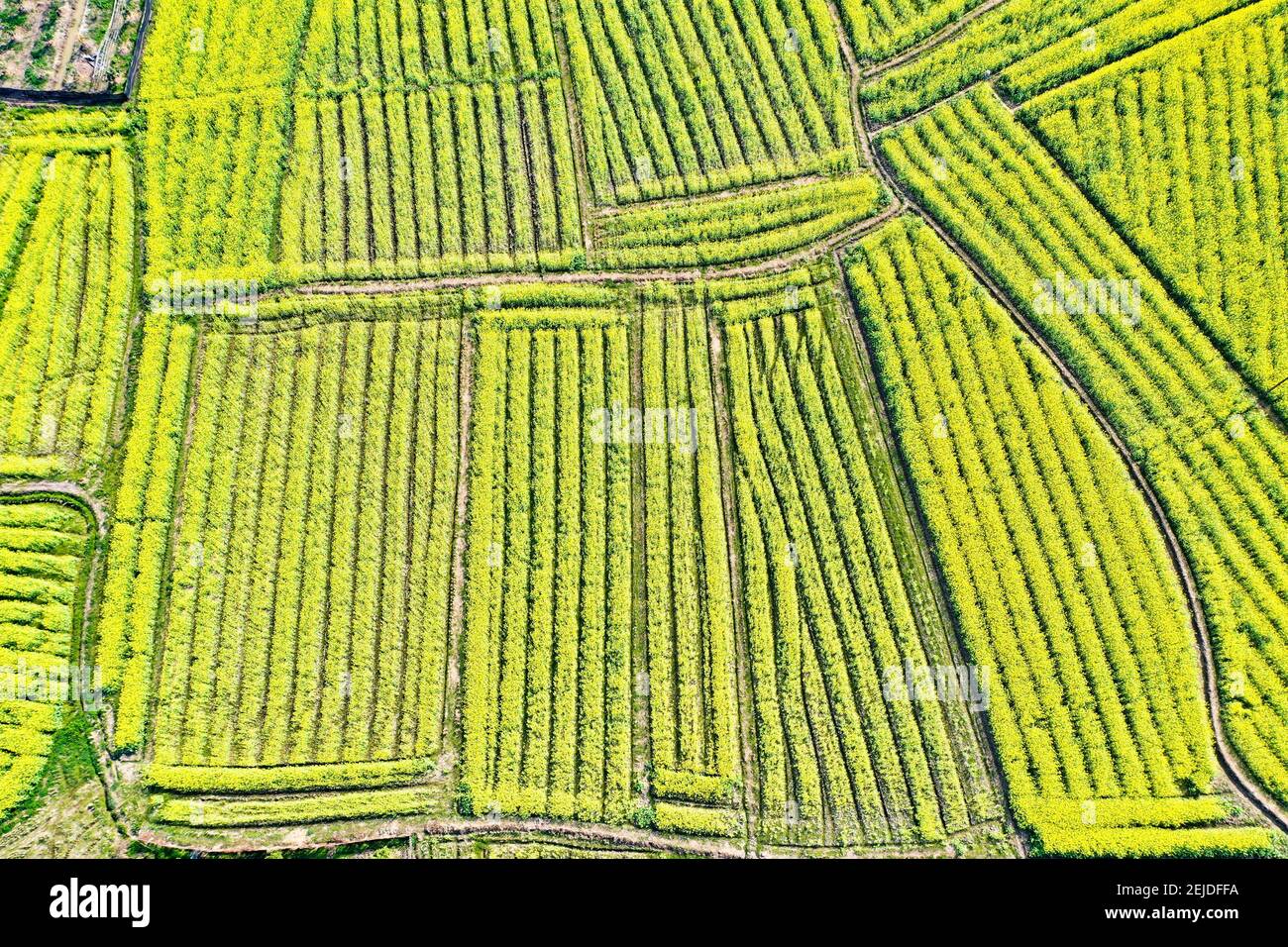 GUILIN, CHINA - FEBRUARY 22, 2021 - Aerial photo shows rapeseed flowers ...