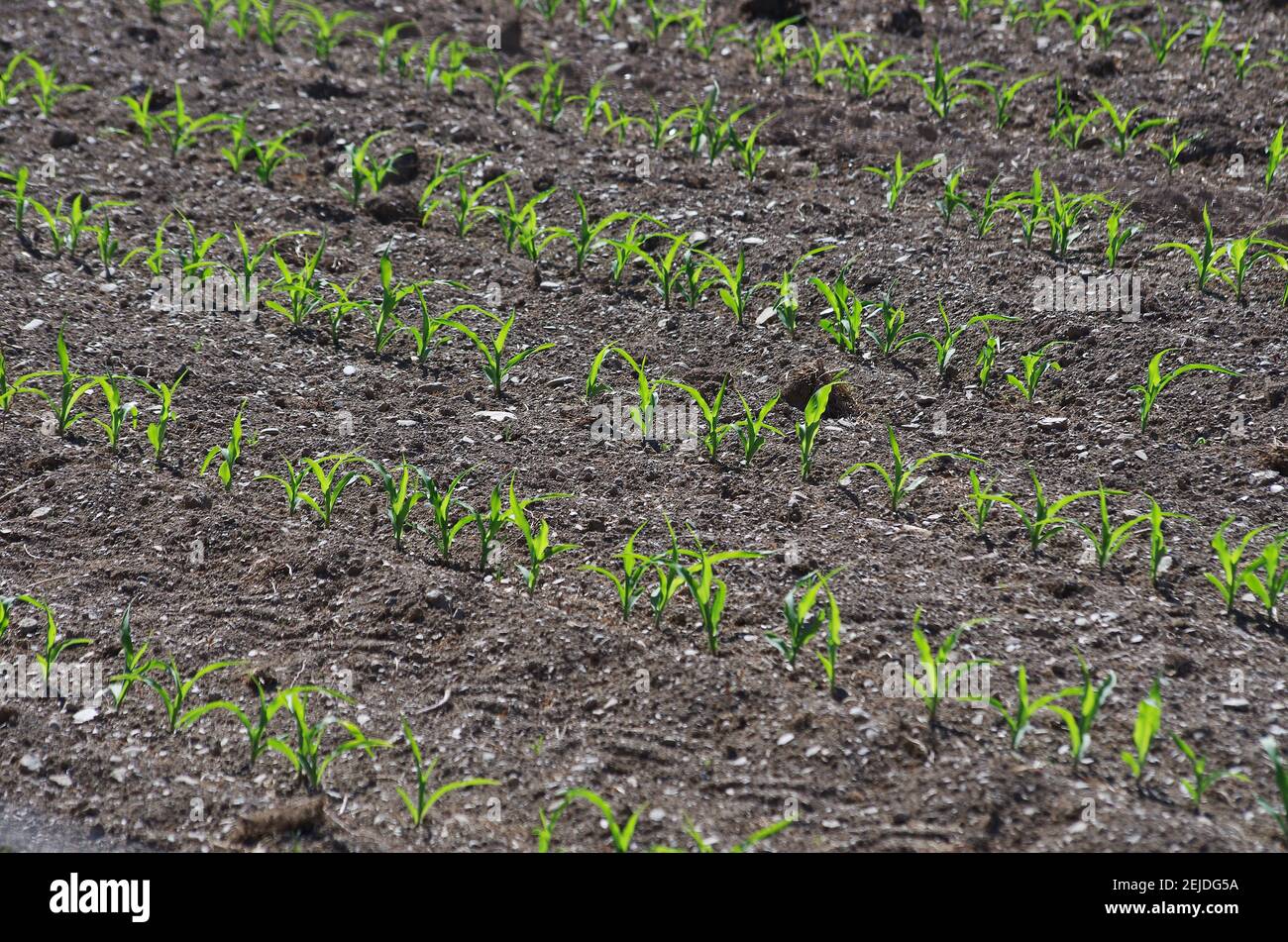 Planting corn seedlings hi-res stock photography and images - Alamy