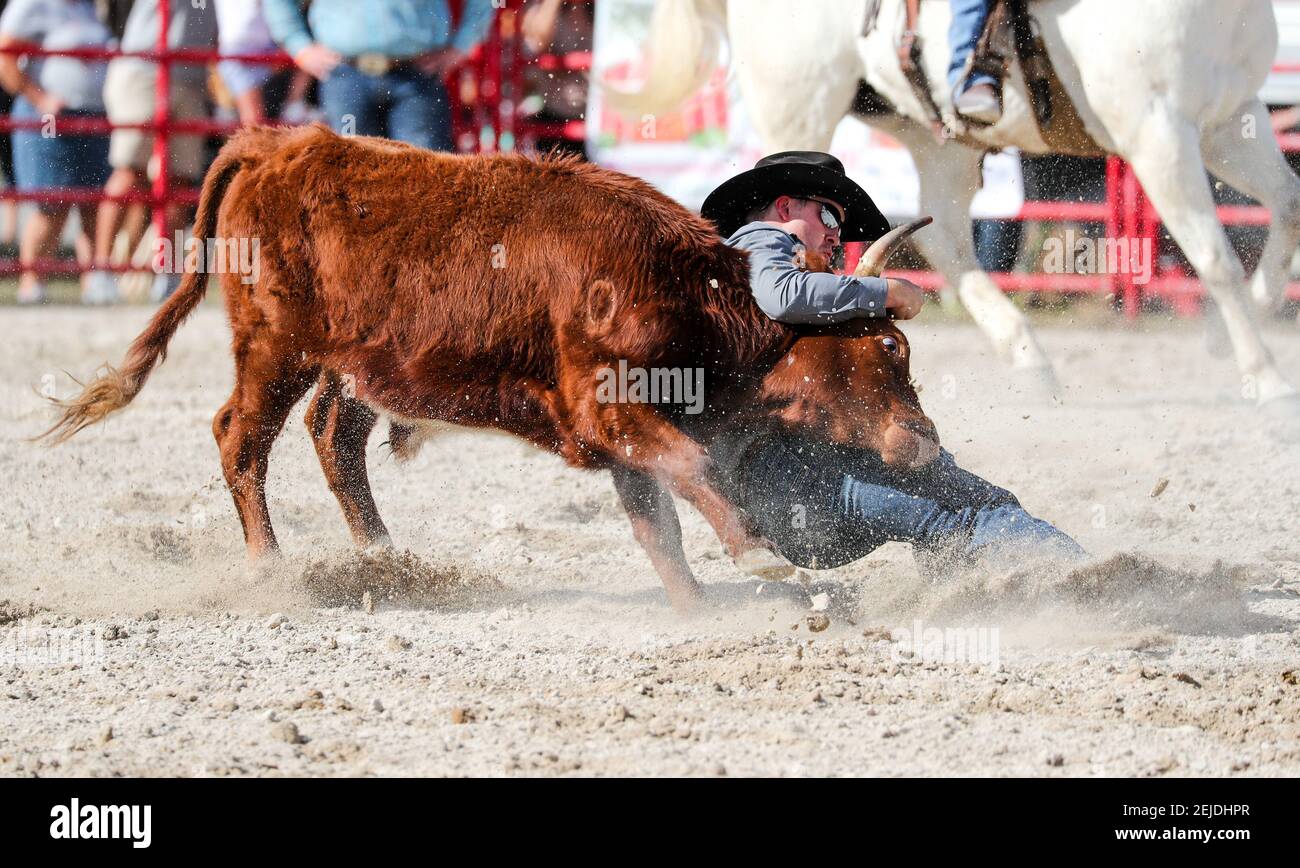January 25, 2020: Cody Harmon competes in the Steer Wrestling event ...