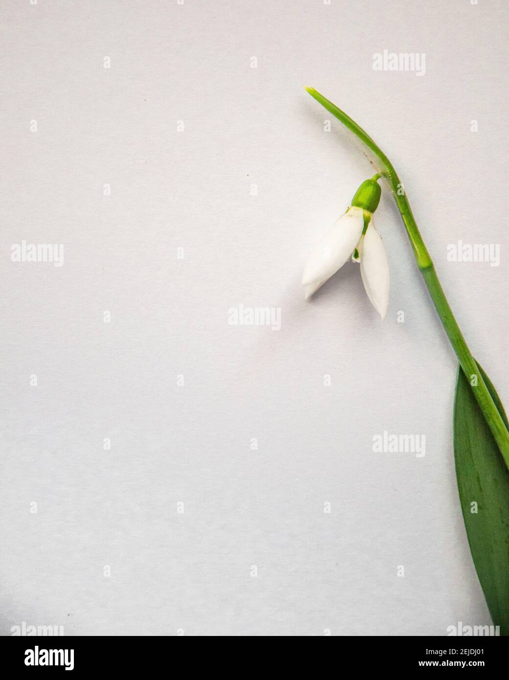 Beautiful snowdrop isolated on white background with copy space, happy ...