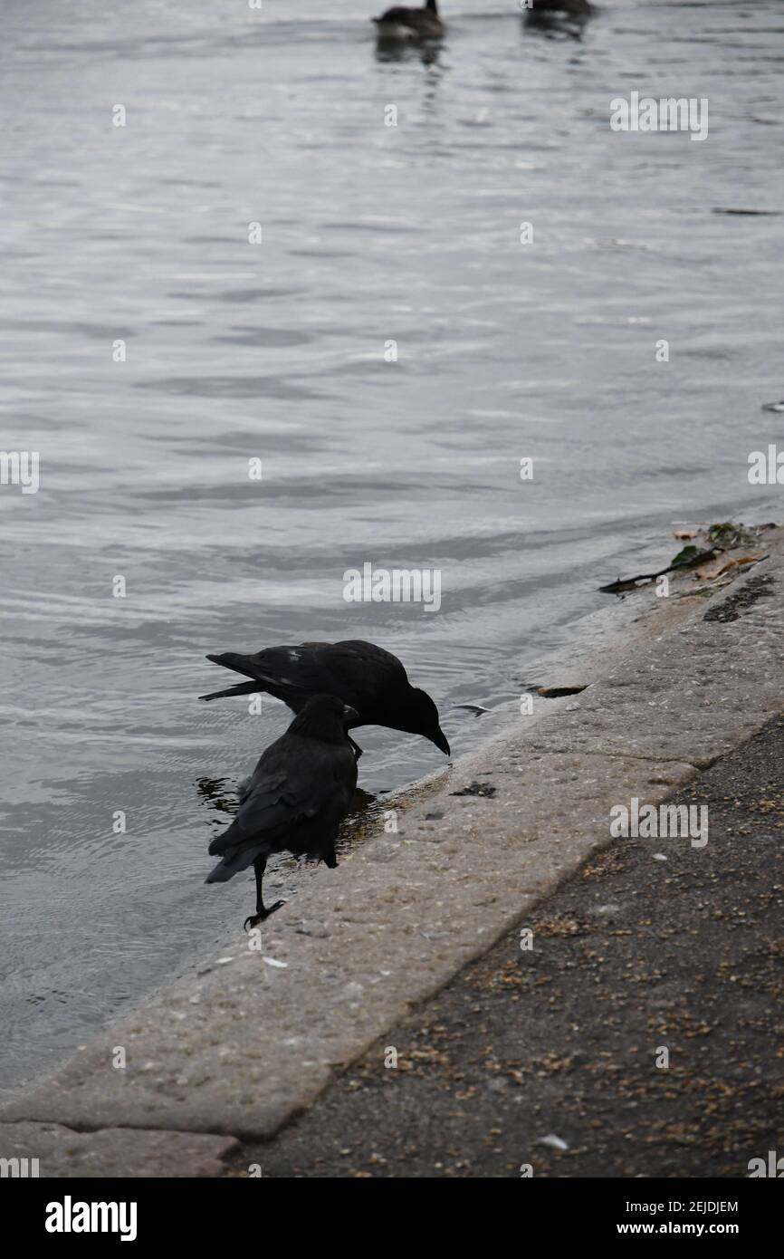 Raven river hi-res stock photography and images - Alamy